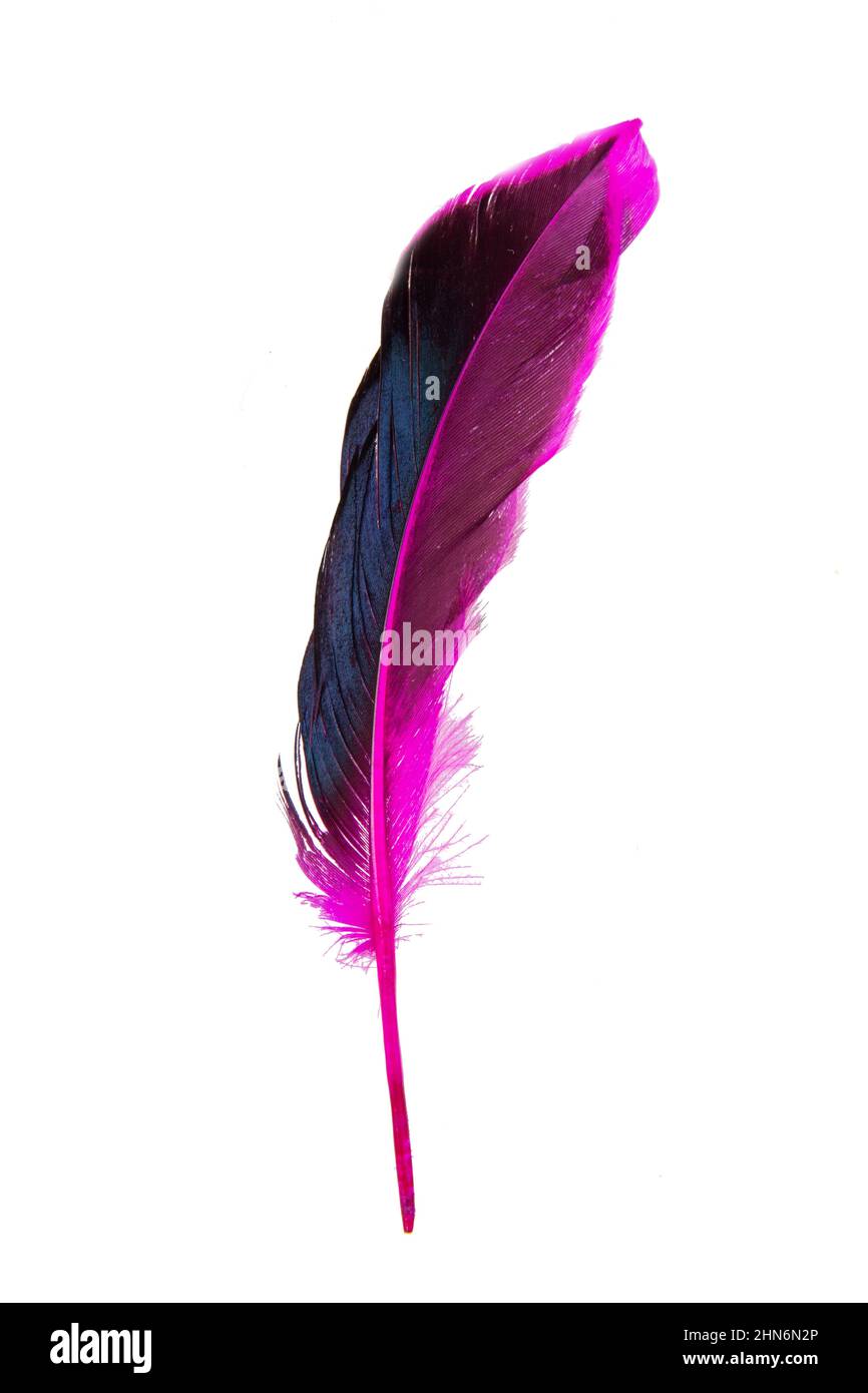 Dark pink feather isolated on the white background Stock Photo - Alamy