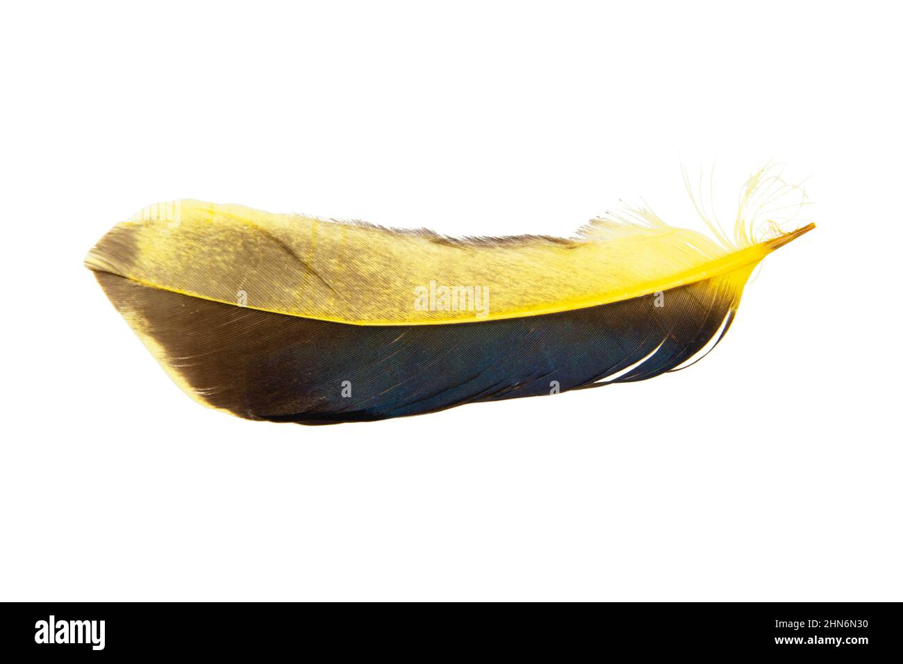 Dark yellow feather isolated on the white background Stock Photo - Alamy
