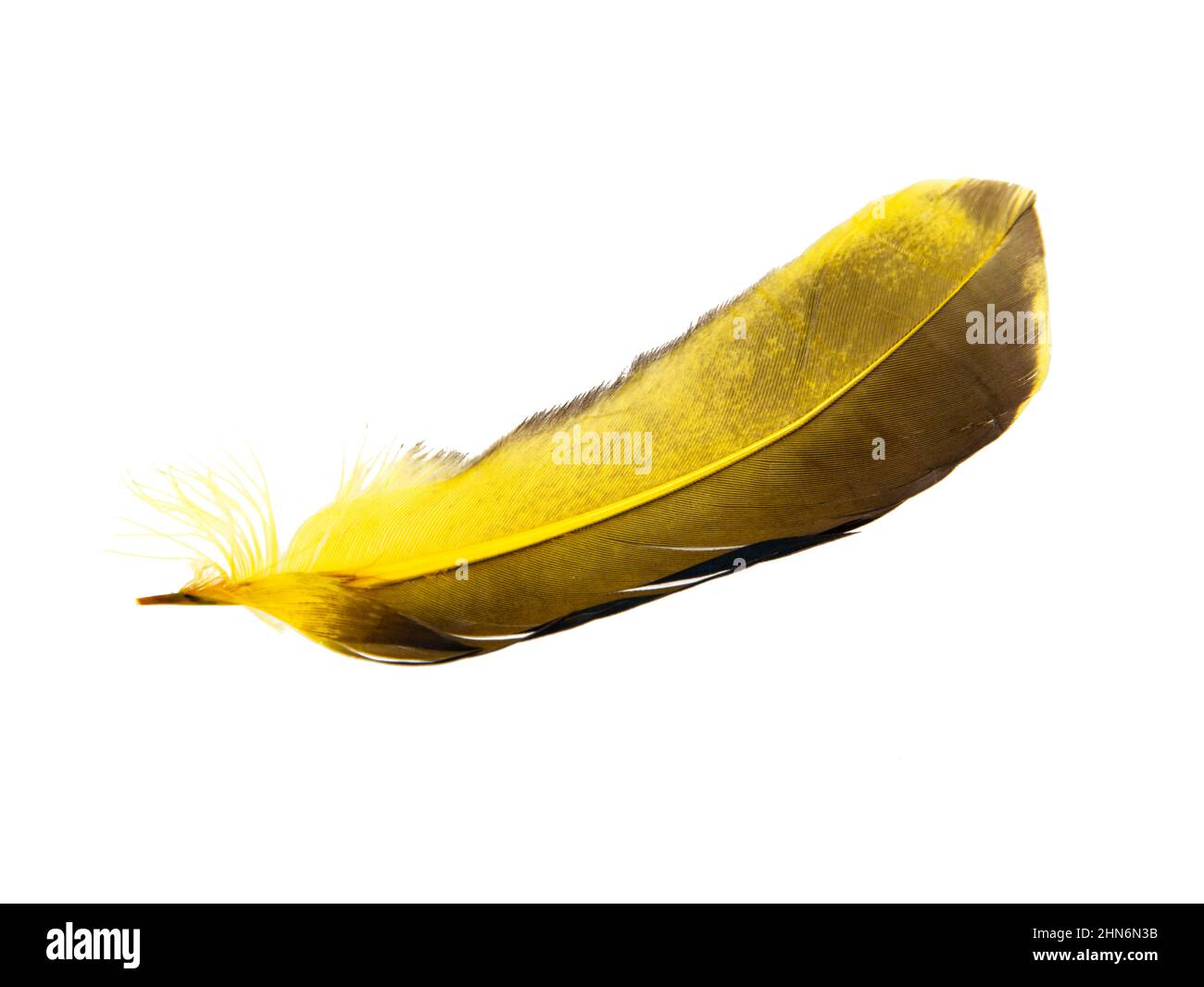 Dark yellow feather isolated on the white background Stock Photo - Alamy