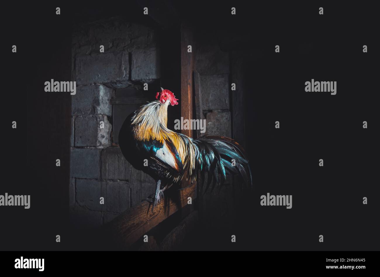 beautiful rooster with a long tail looks up Stock Photo - Alamy