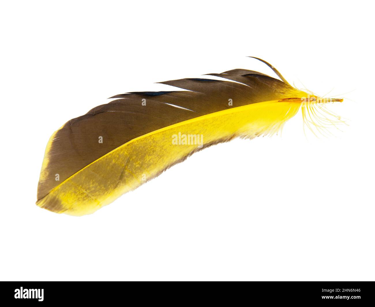 Dark yellow feather isolated on the white background Stock Photo - Alamy