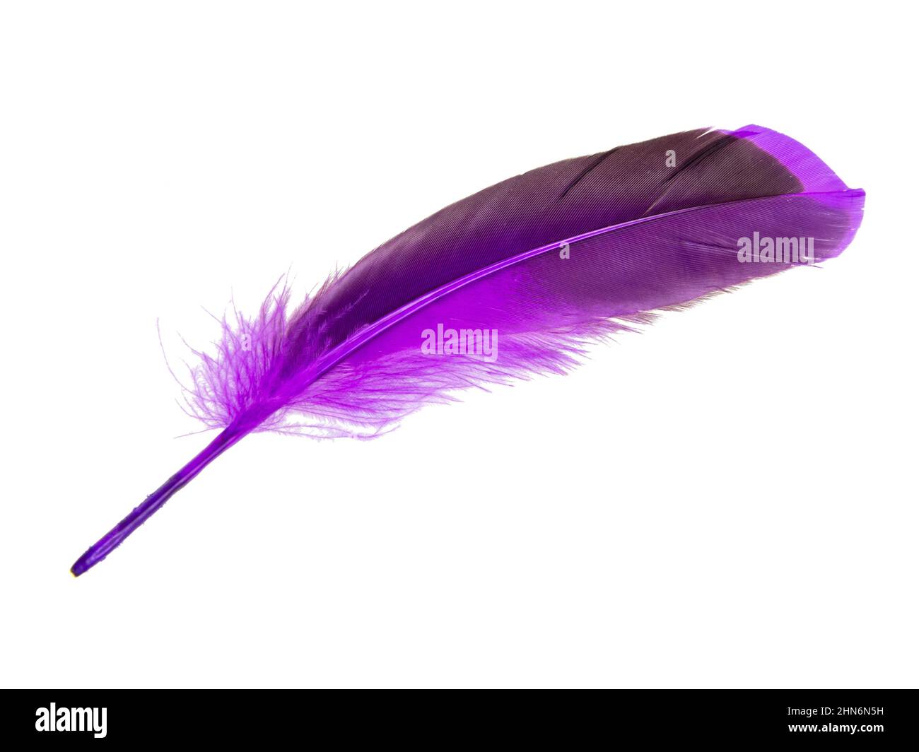 Dark purple feather isolated on the white background Stock Photo - Alamy