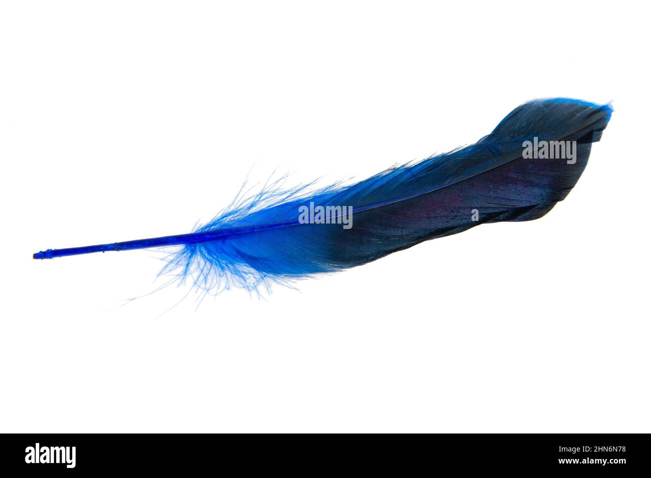 Dark blue feather isolated on the white background Stock Photo - Alamy