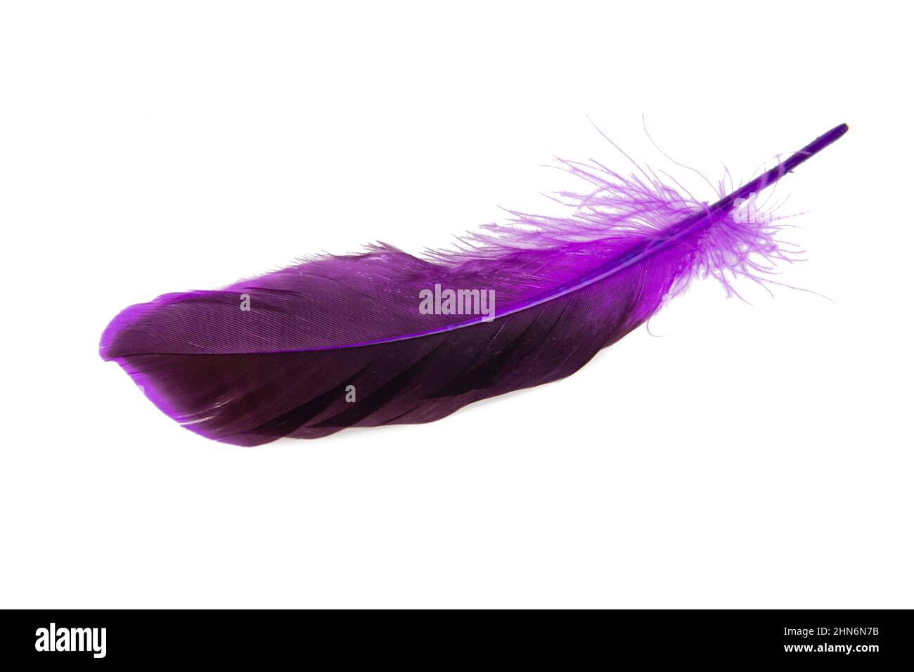 Dark purple feather isolated on the white background Stock Photo - Alamy
