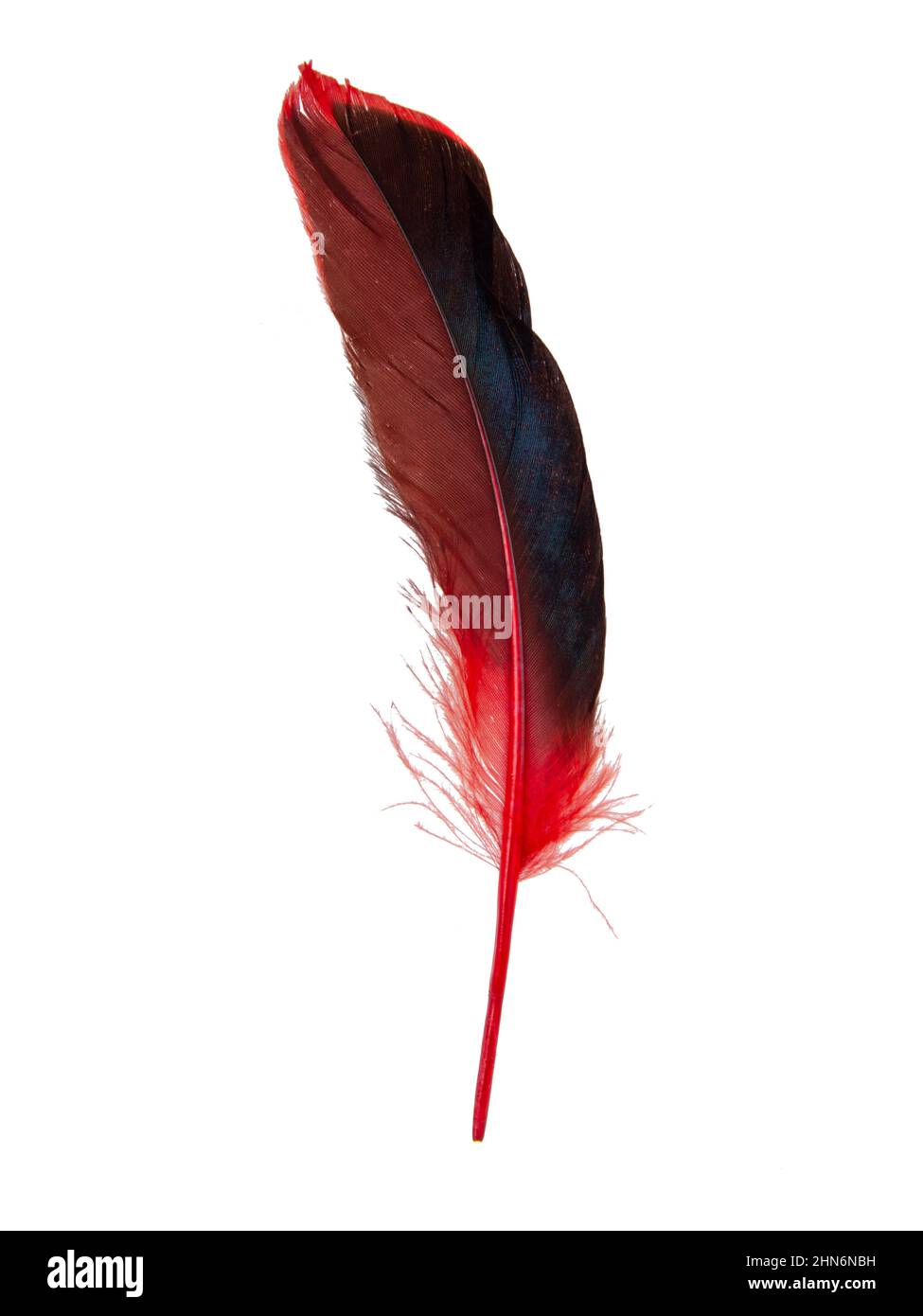 Red decorative feather isolated on the white background Stock Photo - Alamy