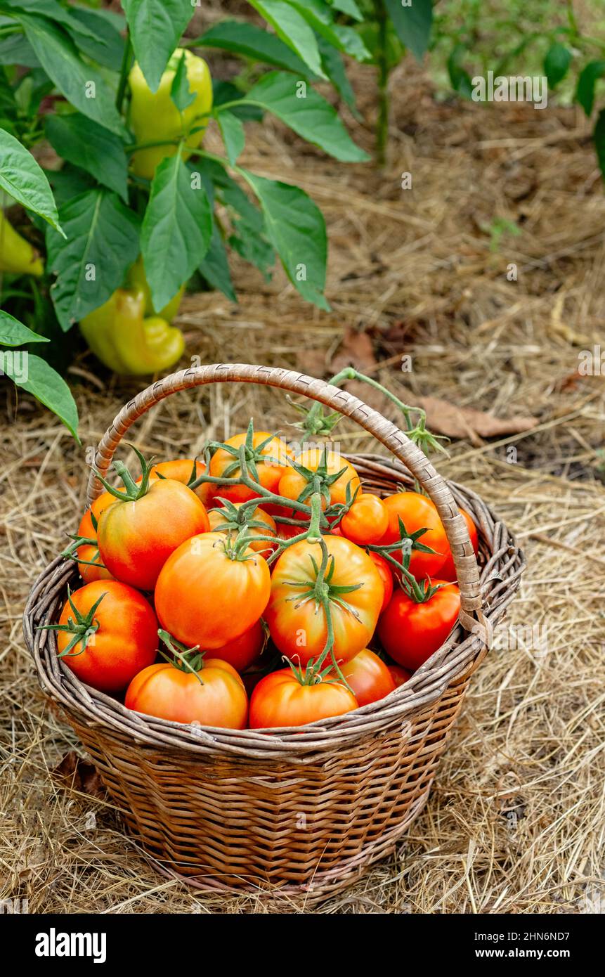 Ripe tomatoes in a wicker basket. Harvesting tomatoes in a greenhouse ...