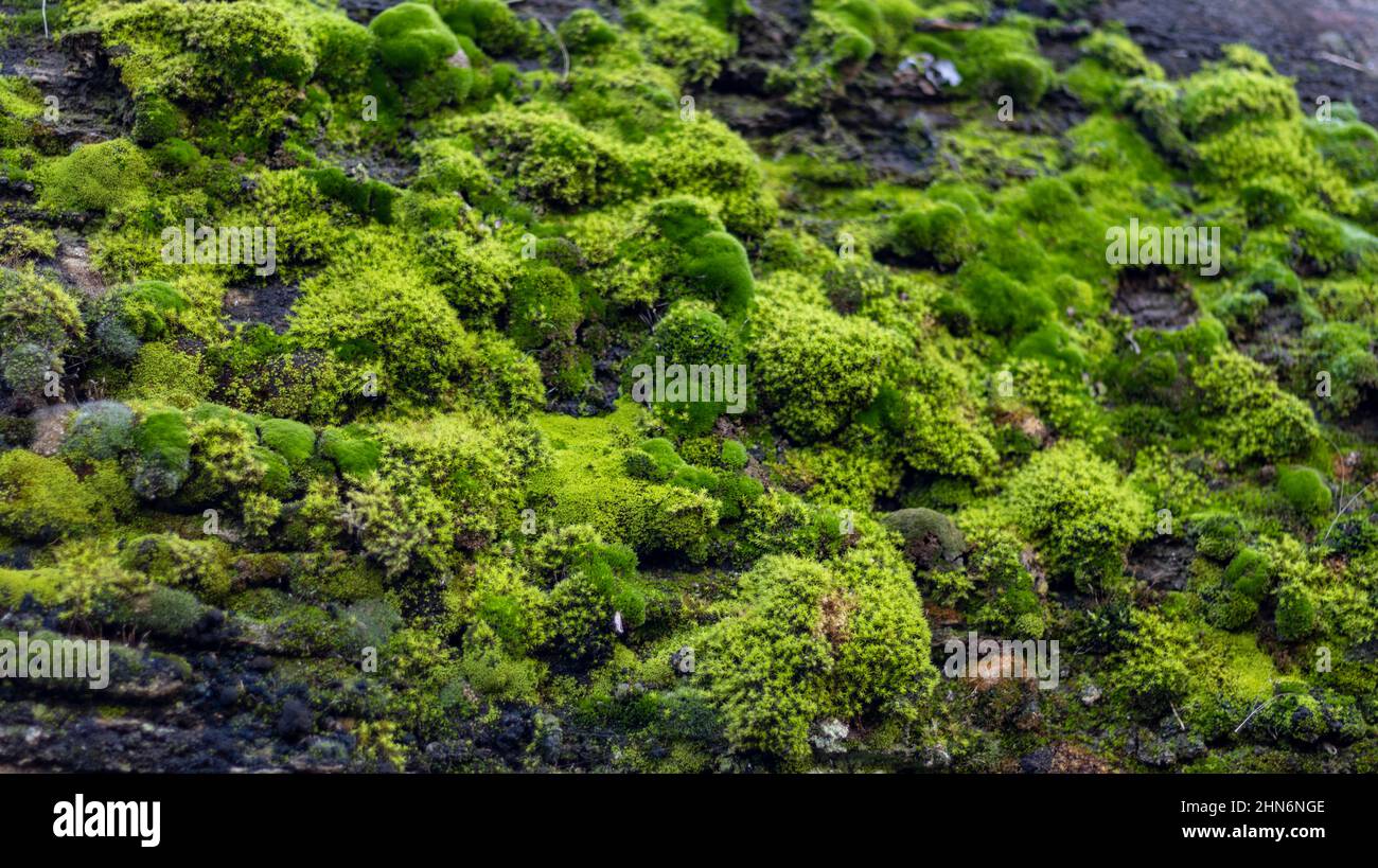 Green mosses on rocks hi-res stock photography and images - Alamy