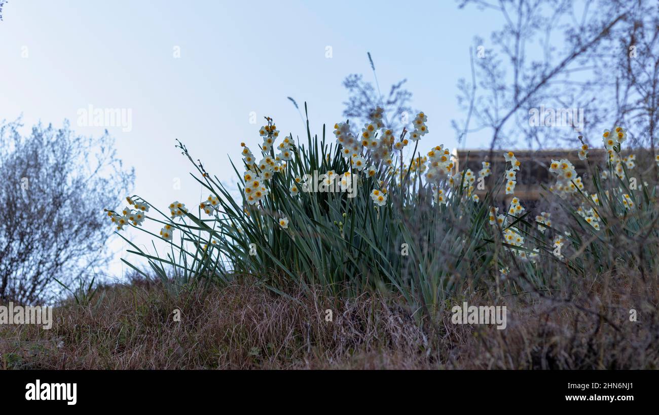 Daffodils background hi-res stock photography and images - Alamy