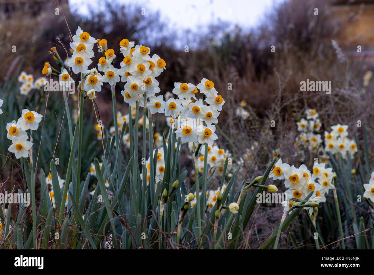 Daffodils growing in the wild on the mountain Stock Photo - Alamy
