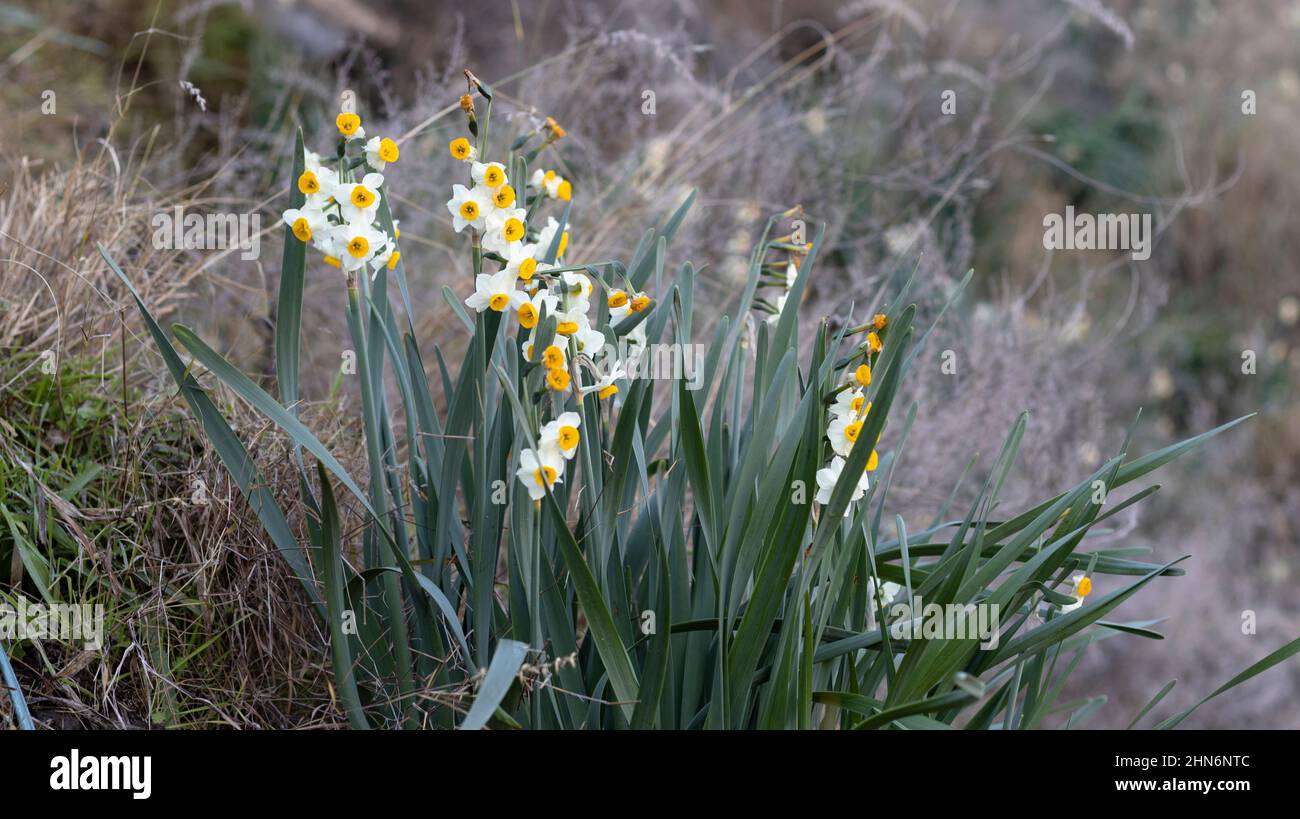 Birth flower cut hi-res stock photography and images - Alamy