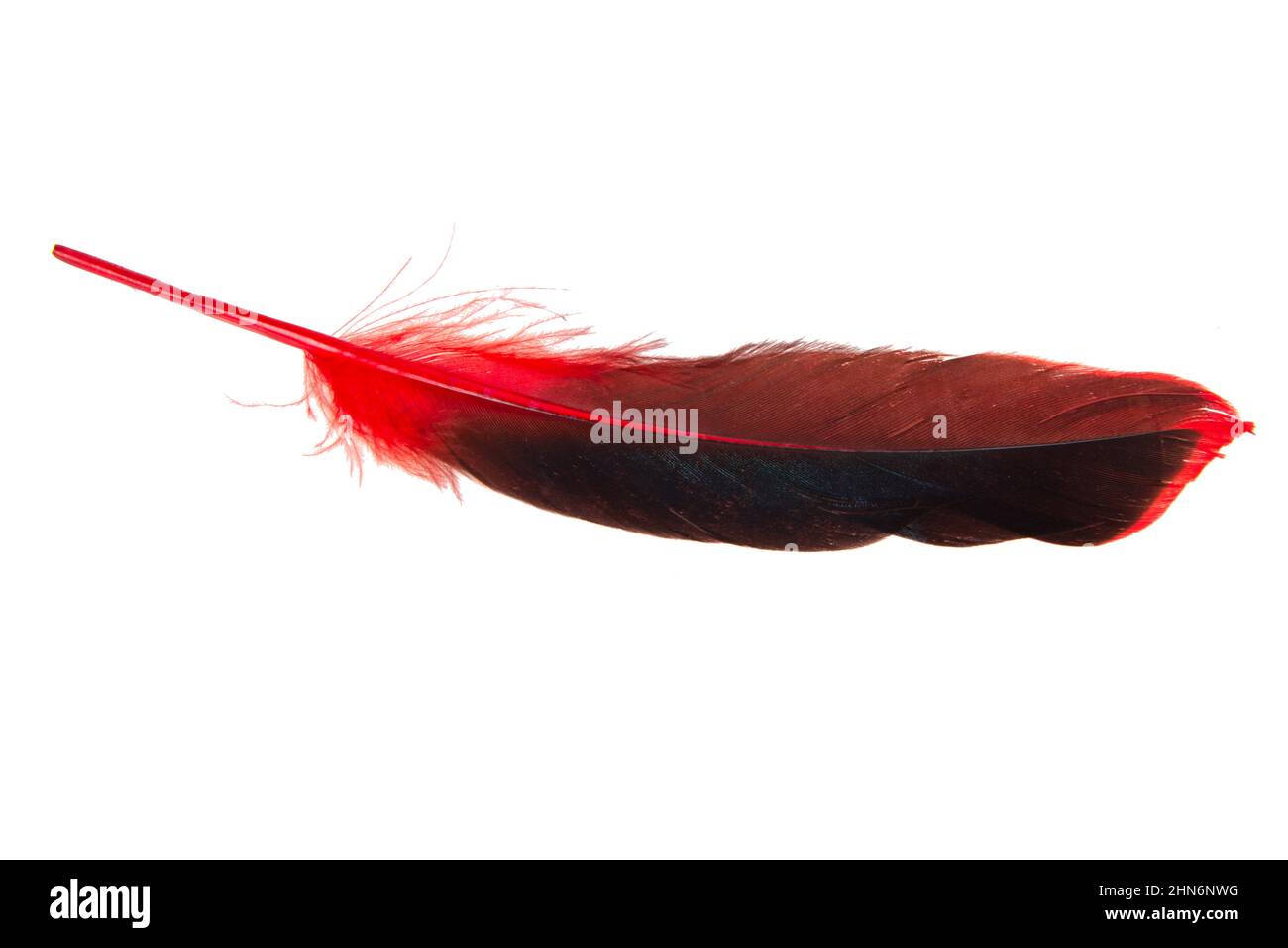 Red decorative feather isolated on the white background Stock Photo - Alamy