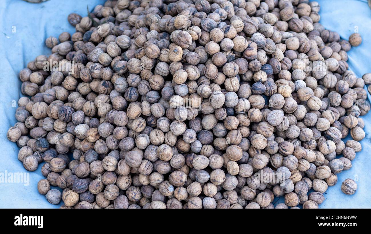 Walnuts crop harvested in the season Stock Photo - Alamy
