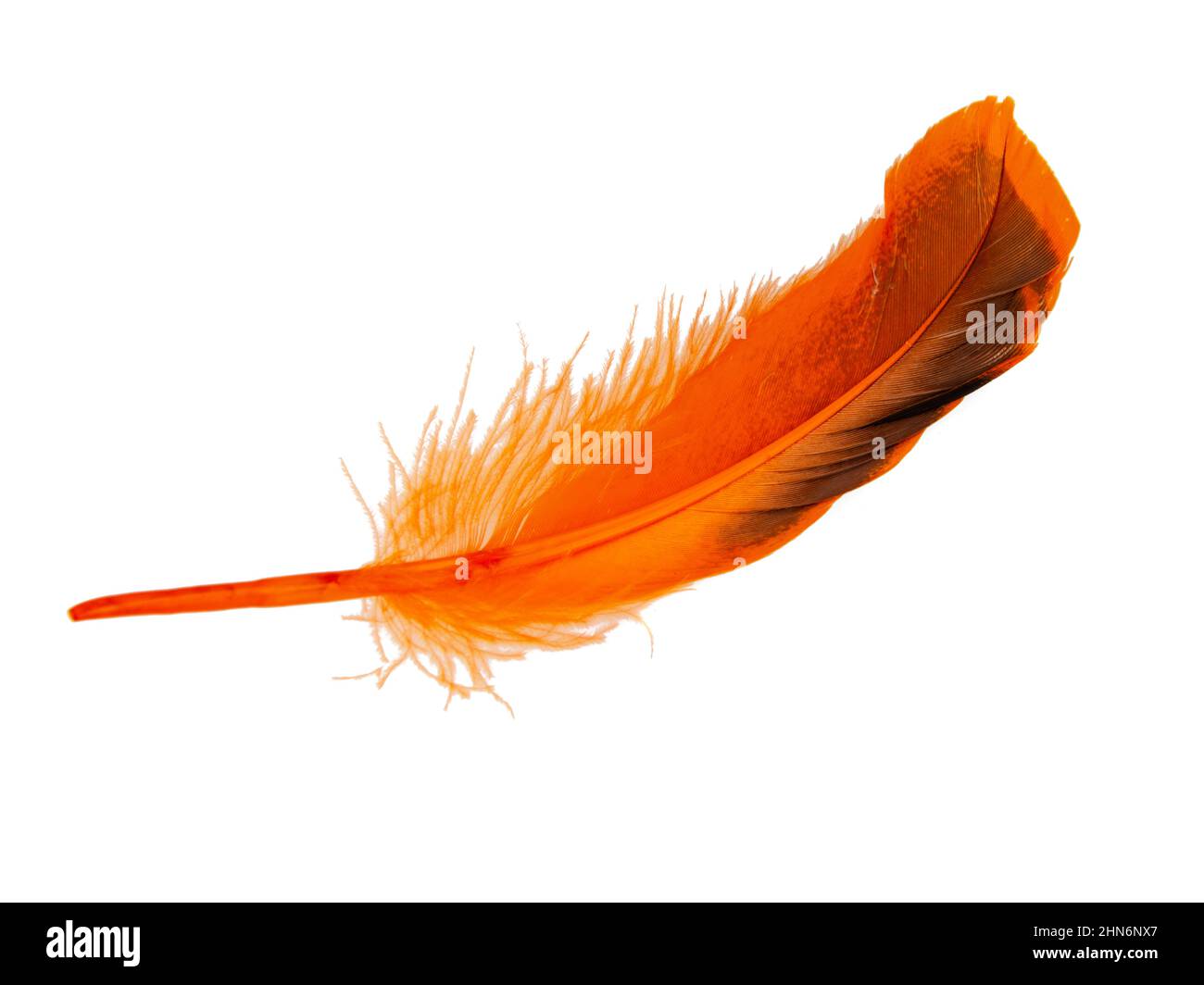 Decorative orange feather isolated on the white background Stock Photo ...