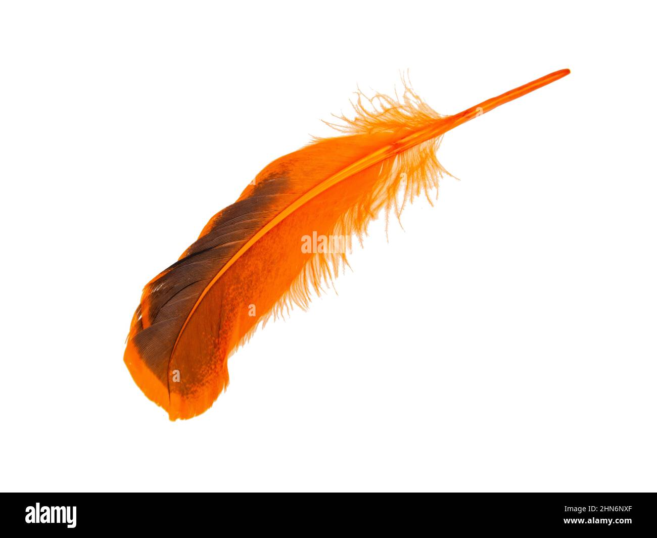 Decorative orange feather isolated on the white background Stock Photo ...