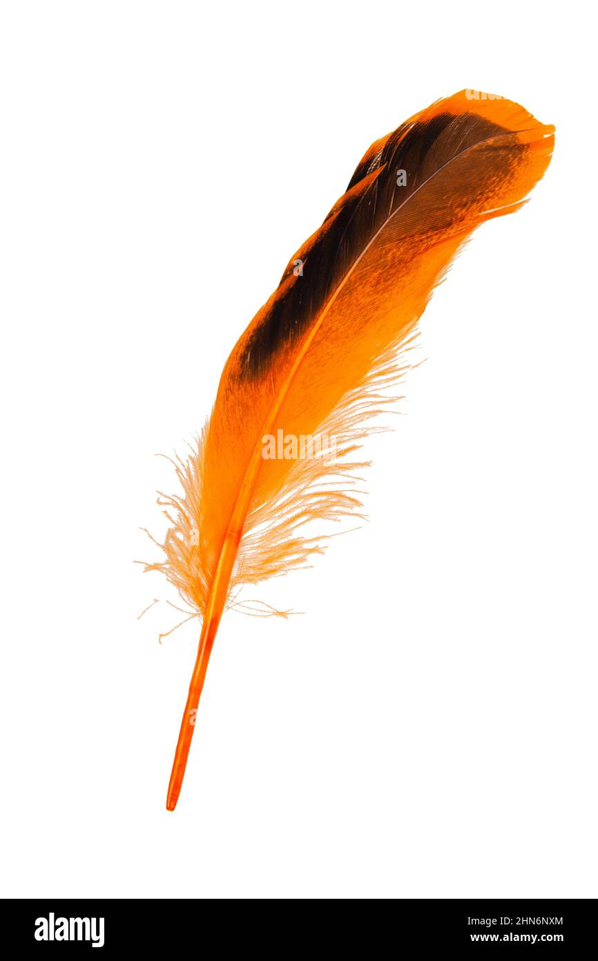 Decorative orange feather isolated on the white background Stock Photo ...
