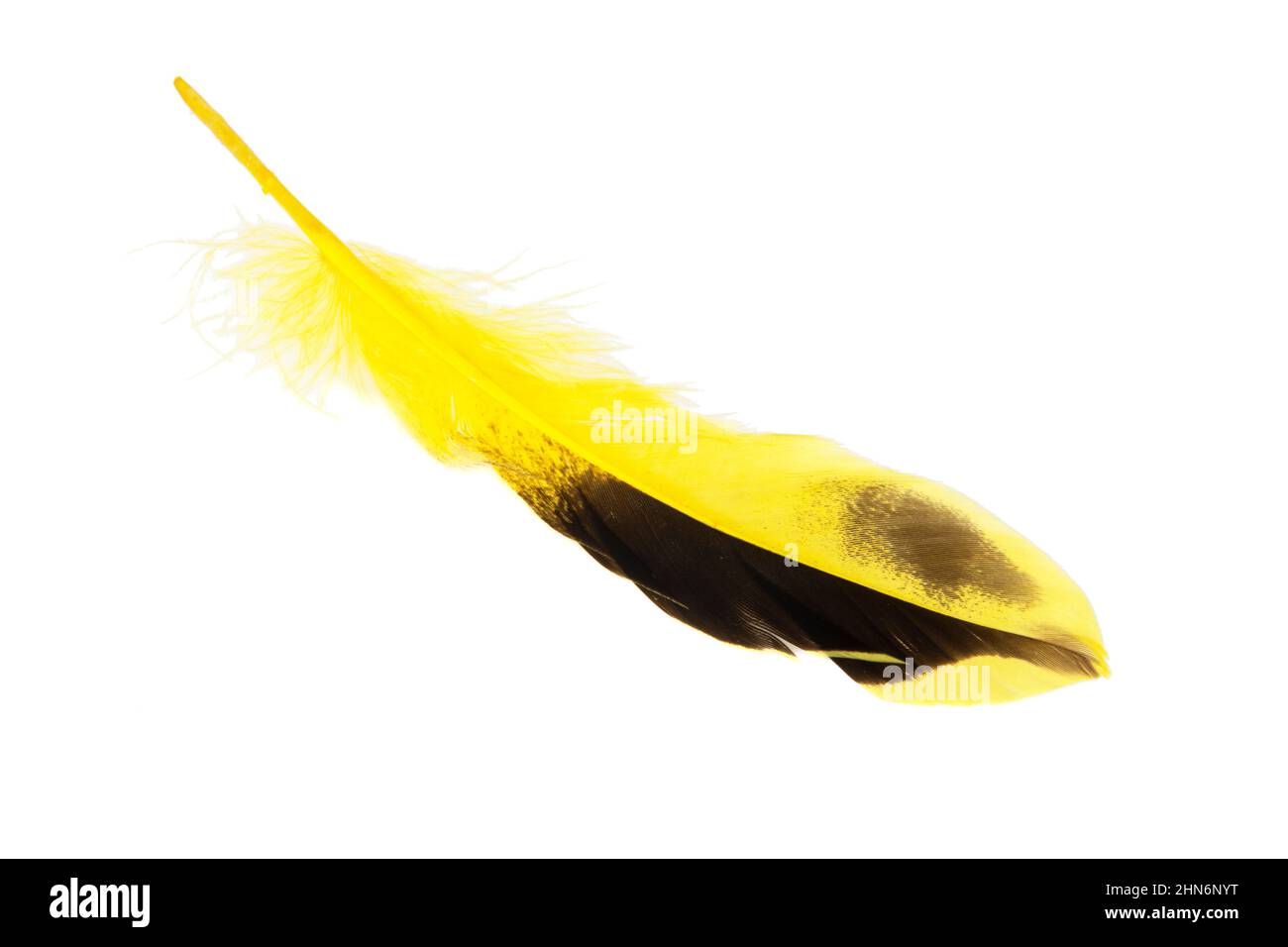 Decorative yellow feather isolated on the white background Stock Photo ...