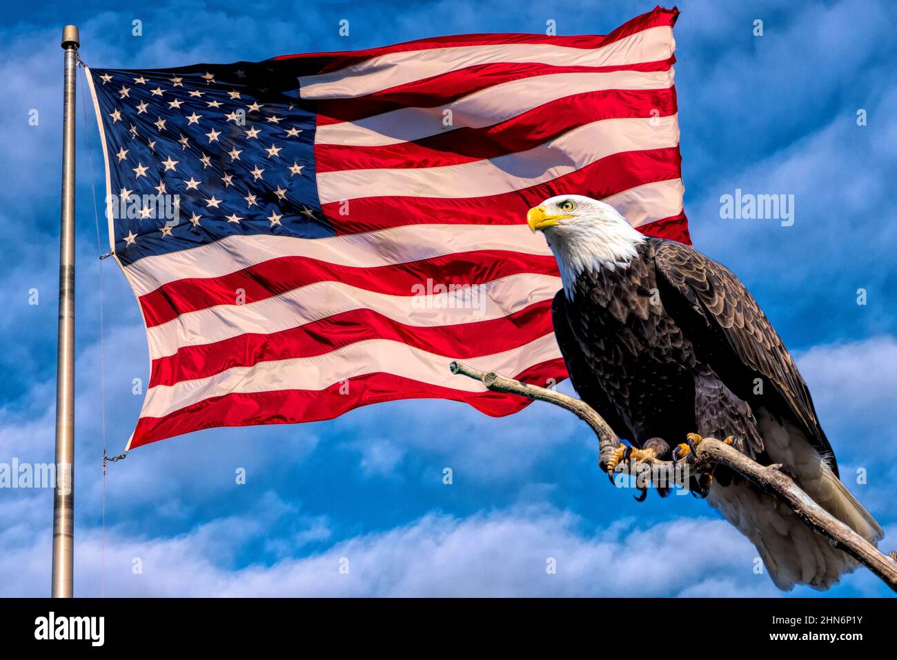 Bald Eagle and American Flag Stock Photo - Alamy