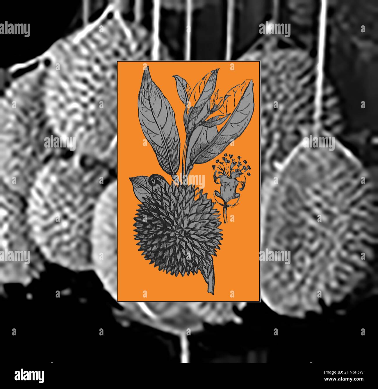 An early illustration of Durian (or Durion) fruit (Durio Zibethinus ...