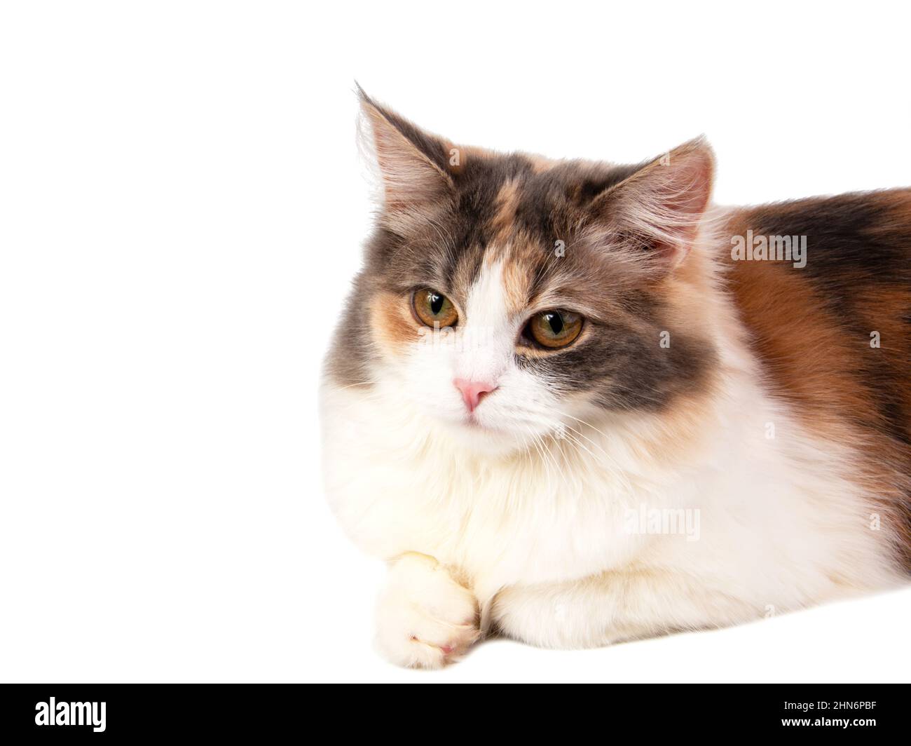 Bright fluffy cat three colors isolated on the white background Stock ...