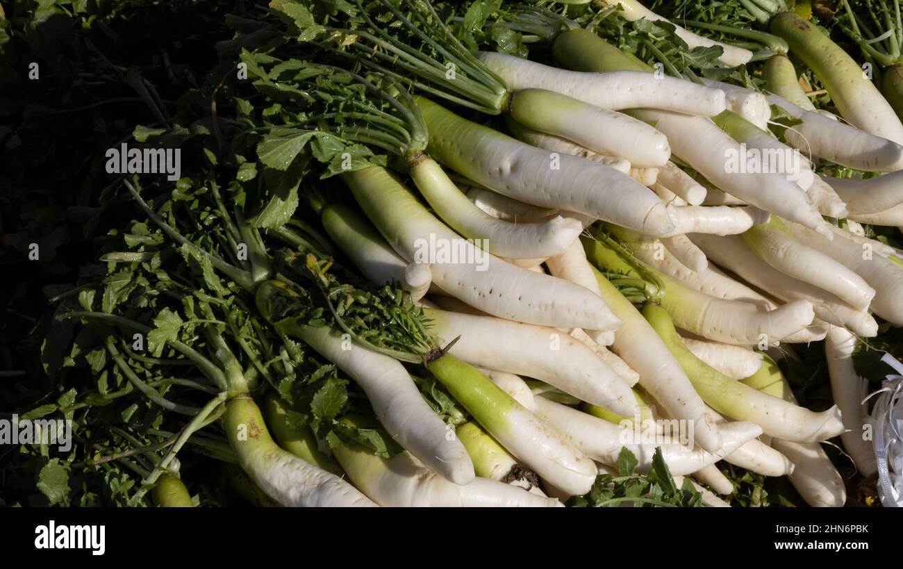 Fresh Radish with leaves display for sale Stock Photo - Alamy