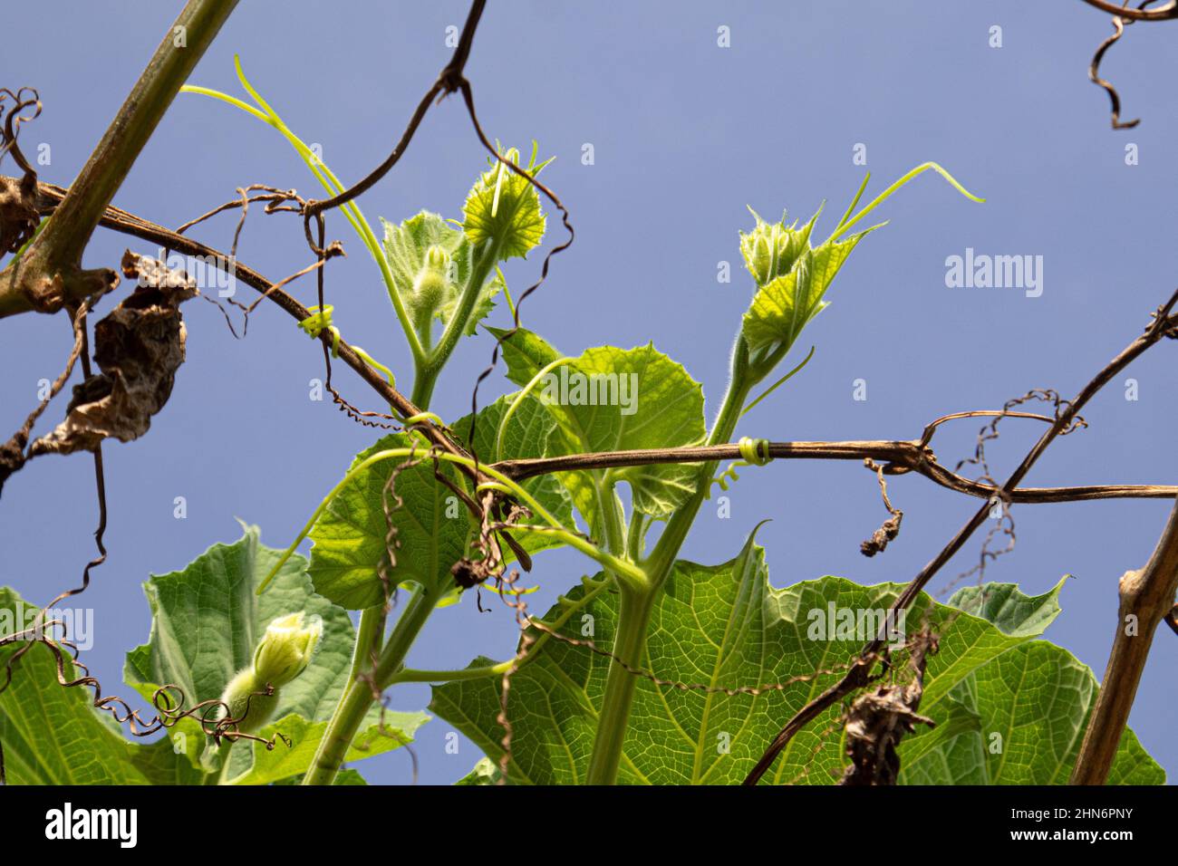 Plants and green leaf cultivation in agricultural field Stock Photo - Alamy