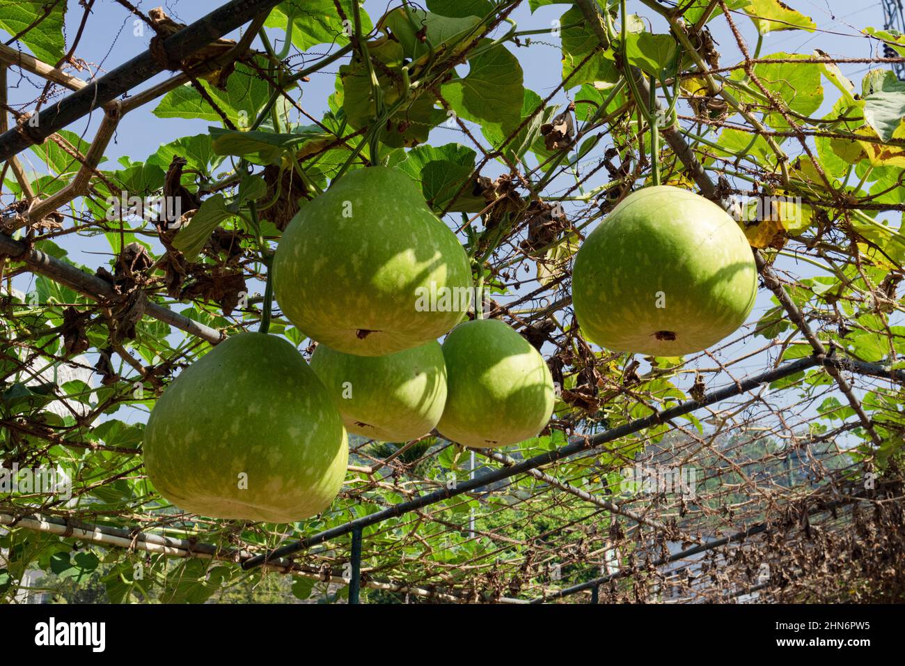 Plants and green leaf cultivation in agricultural field Stock Photo - Alamy
