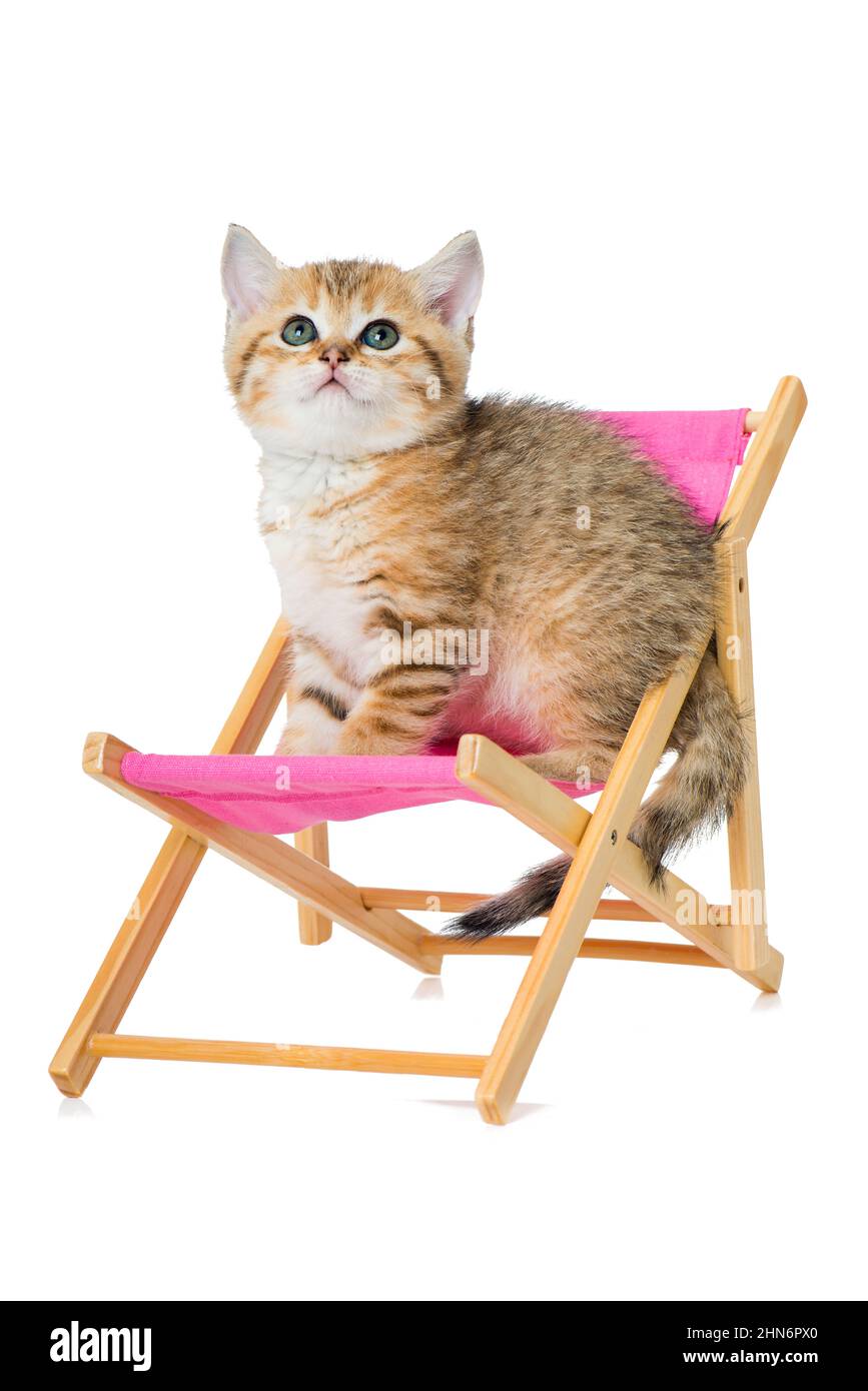 Very cute kitten on chair Cut Out Stock Images & Pictures - Alamy