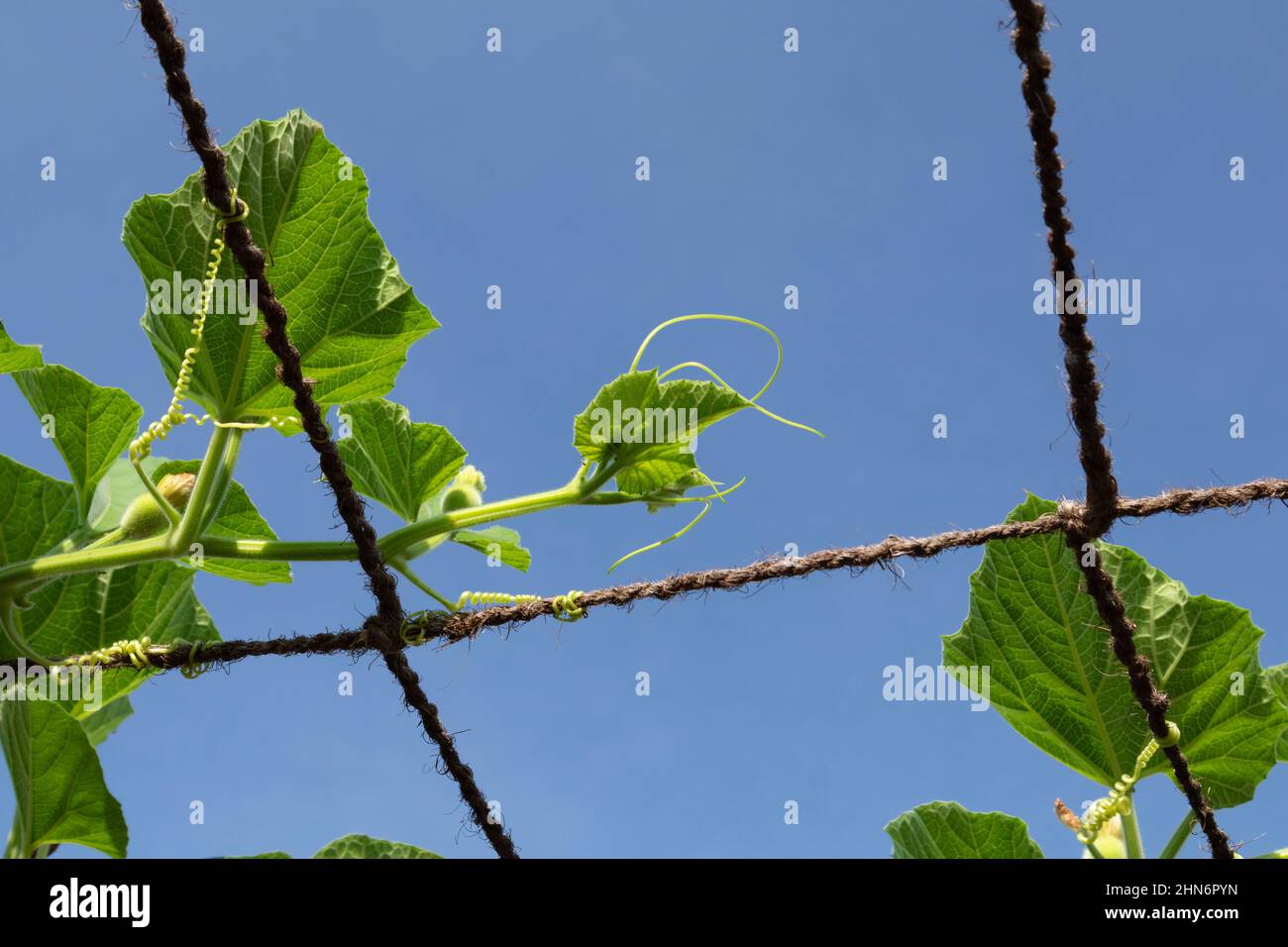 Plants and green leaf cultivation in agricultural field Stock Photo - Alamy