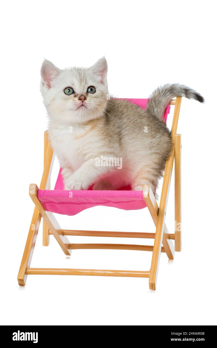 Cute kitten on a deck chair Stock Photo - Alamy