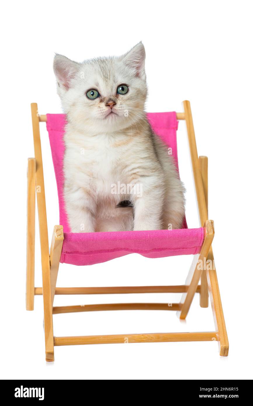 Cute kitten on a deck chair Stock Photo - Alamy