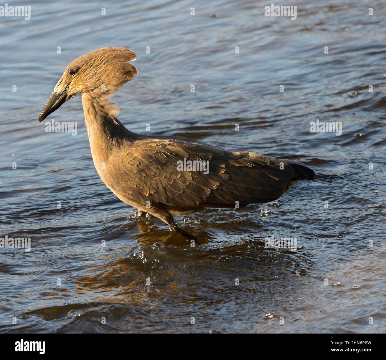 African hammer head bird hi-res stock photography and images - Alamy