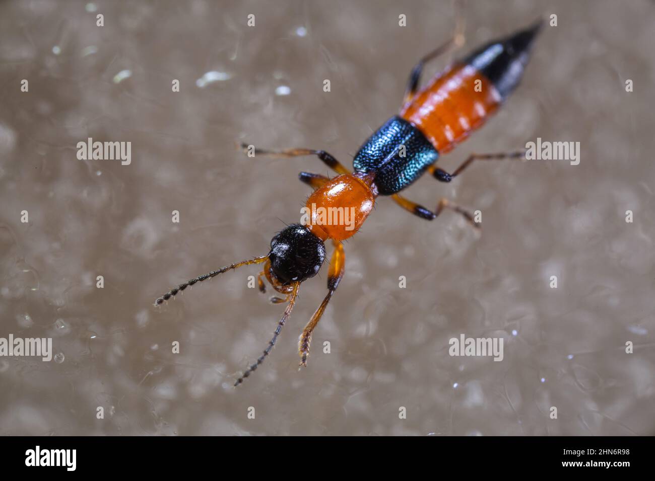 Paederus riparius hi-res stock photography and images - Alamy