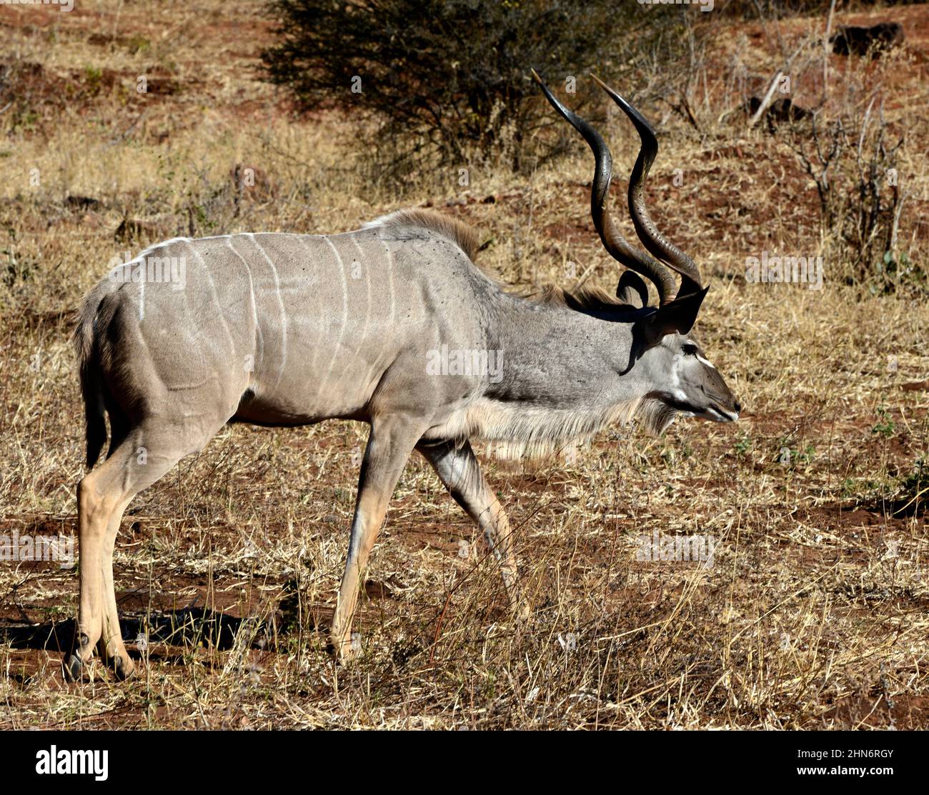 African Kudu in Kruger National Park South Africa Stock Photo - Alamy