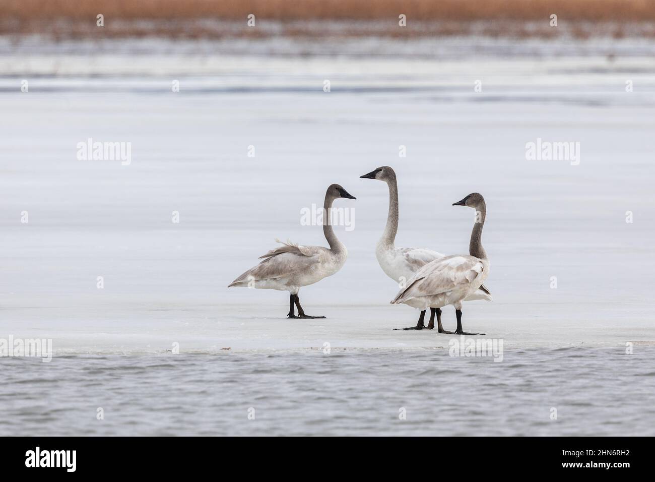 Trumpeter Swans (Cygnus buccinator) on the Mississippi River in ...