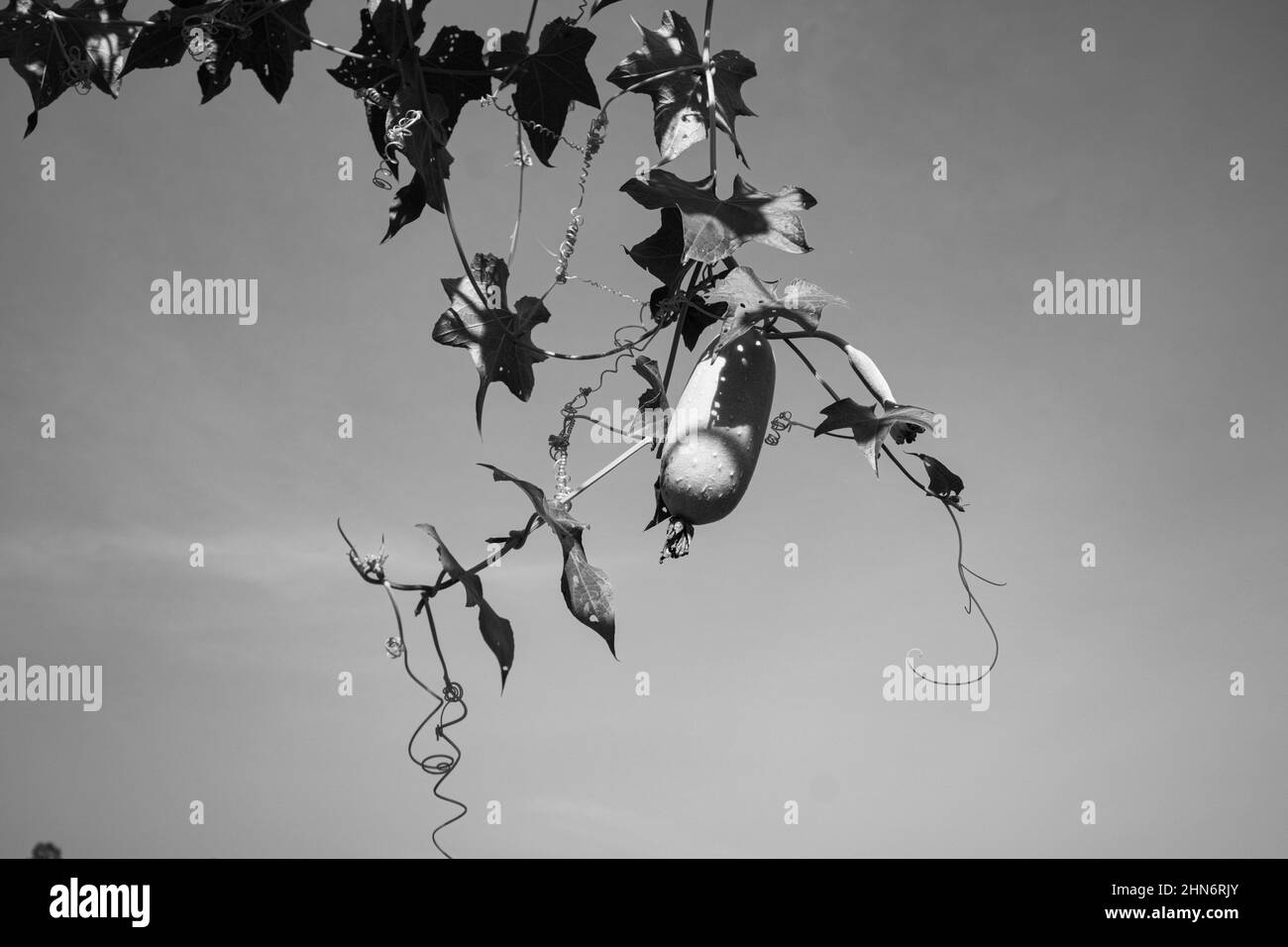 Plants and green leaf cultivation in agricultural field Stock Photo - Alamy