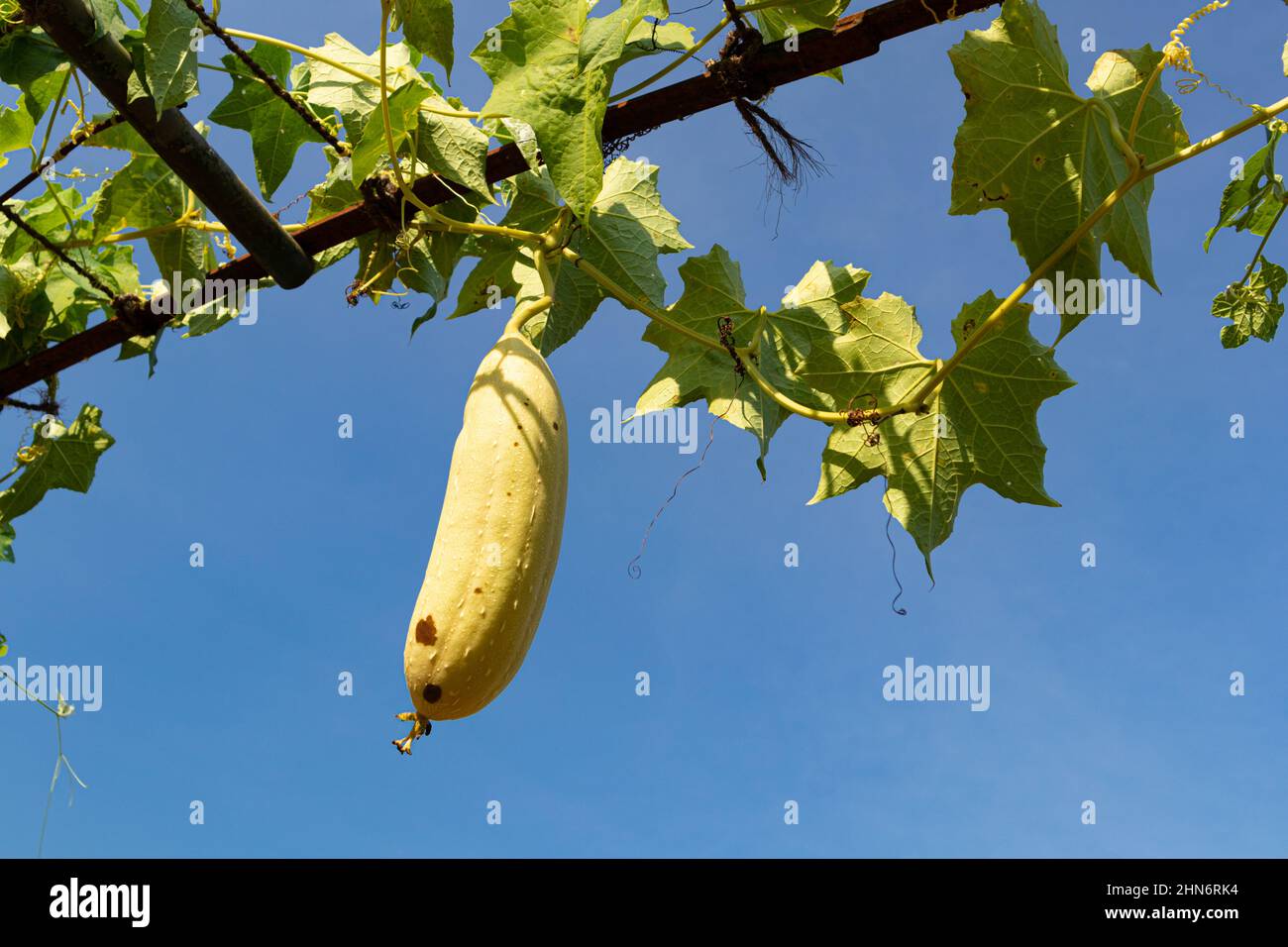 Plants and green leaf cultivation in agricultural field Stock Photo - Alamy