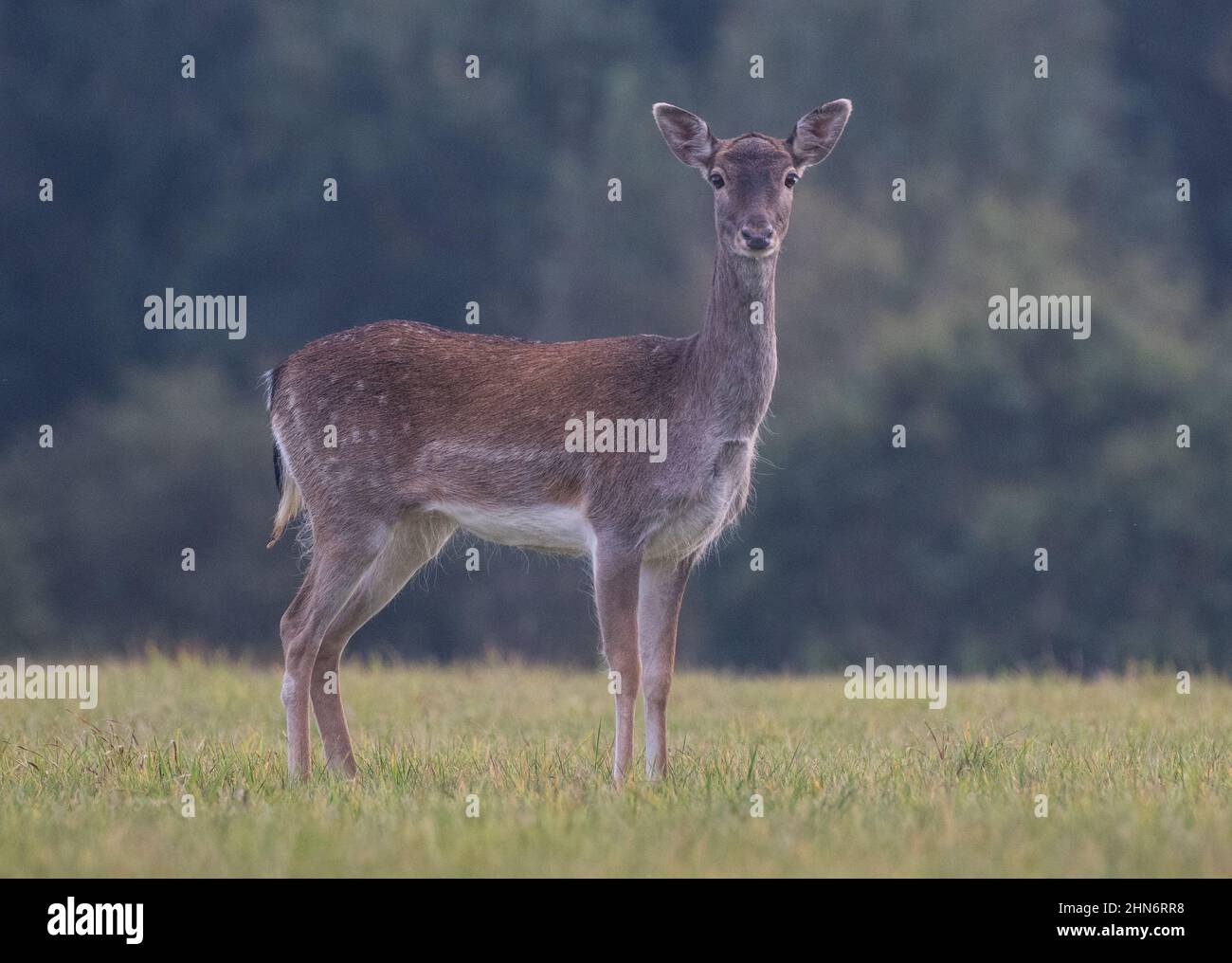 Large doe hi-res stock photography and images - Alamy