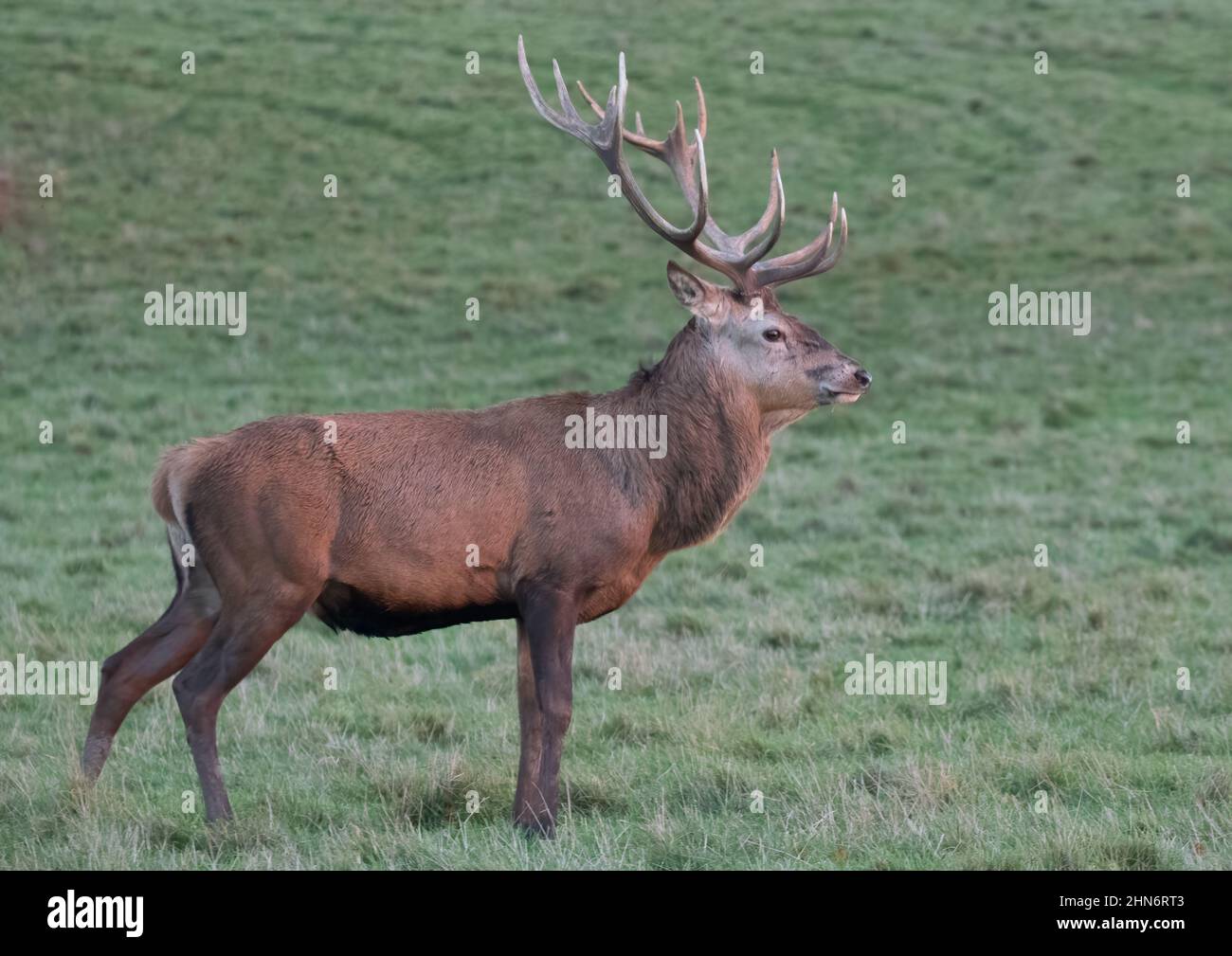 A big Red Deer stag standing proud on a green grassland background. He ...