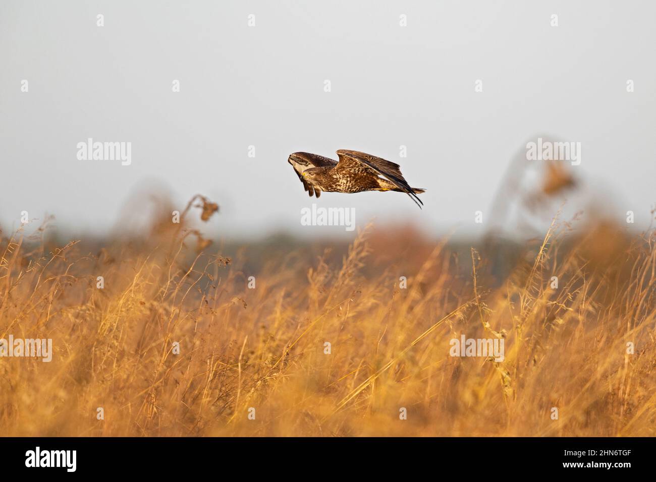 Flying buzzard hi-res stock photography and images - Alamy