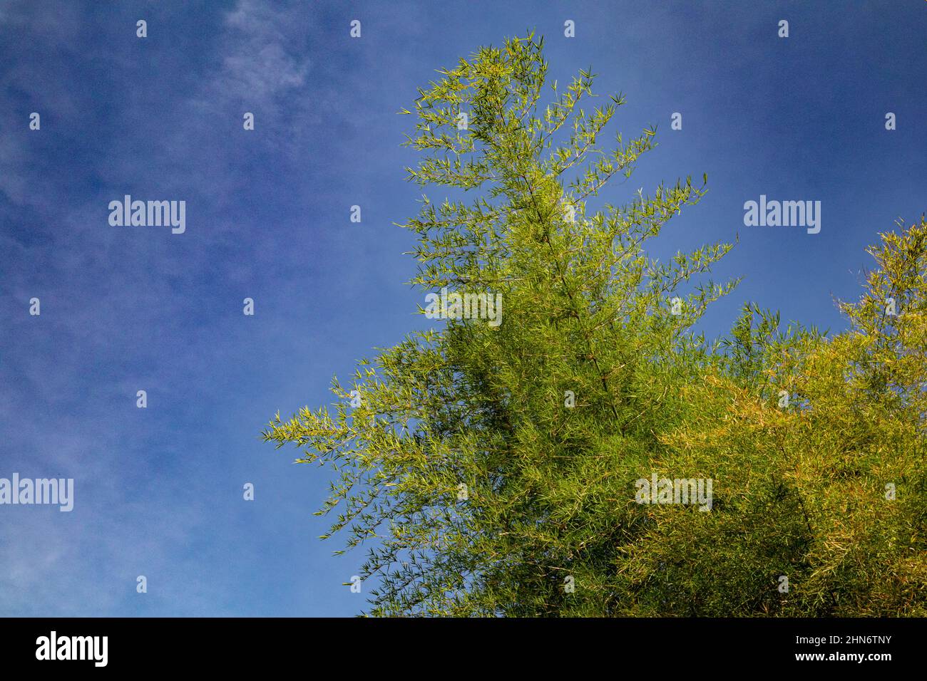 Fresh Yellow and green bamboo tree in nature park Stock Photo - Alamy