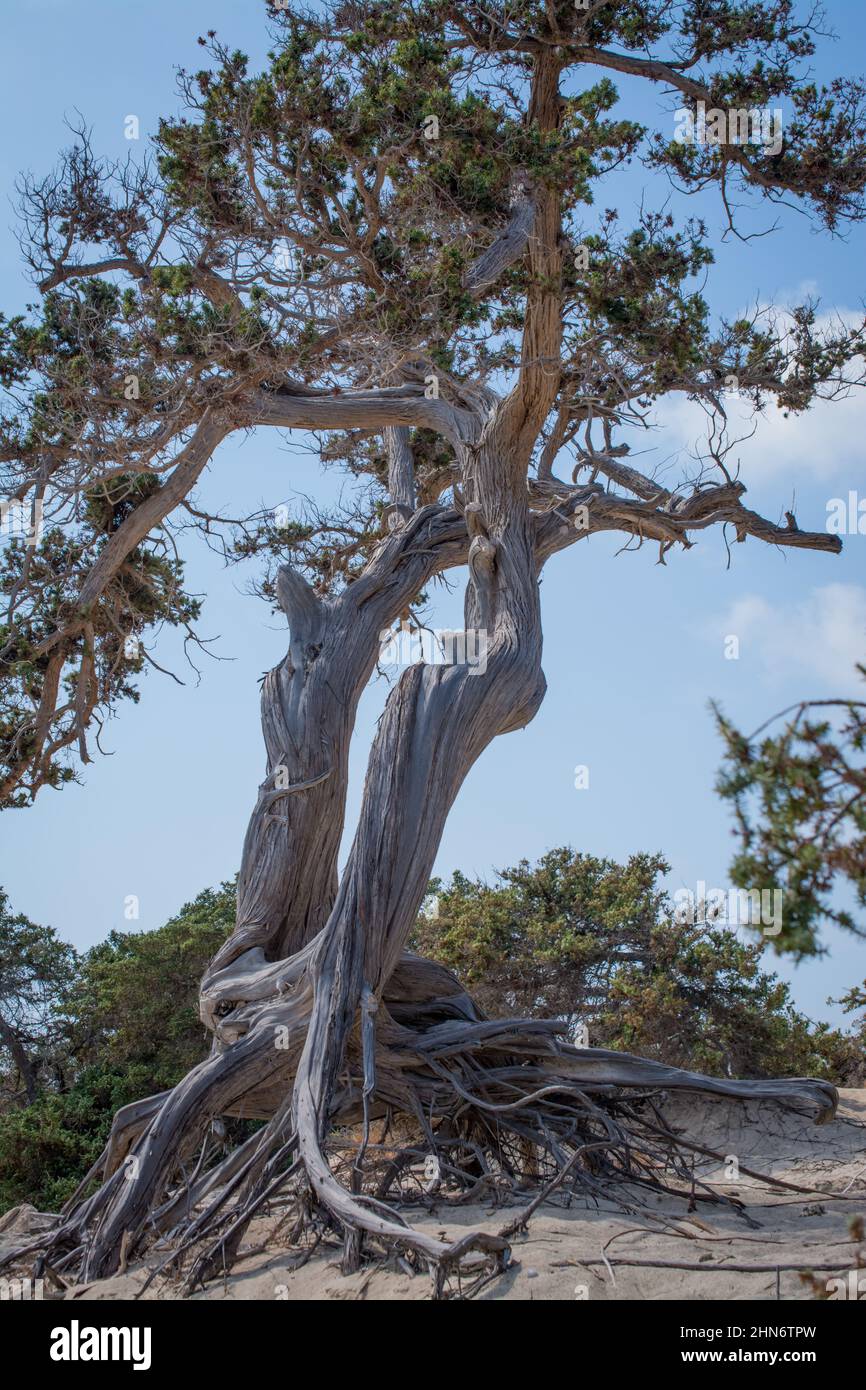 Chrysi island crete hi-res stock photography and images - Alamy