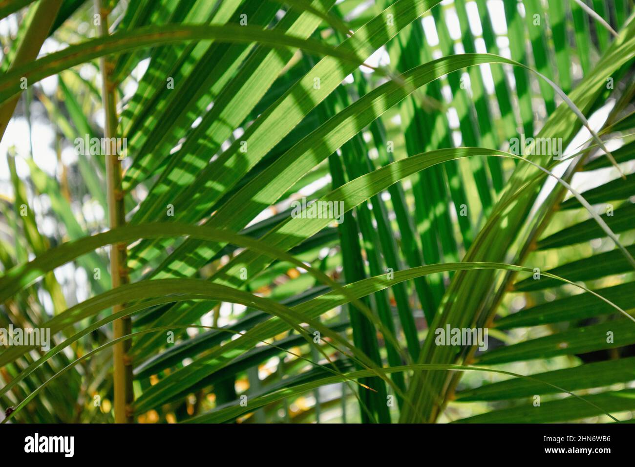Natural palm trees and leafs in nature Stock Photo - Alamy