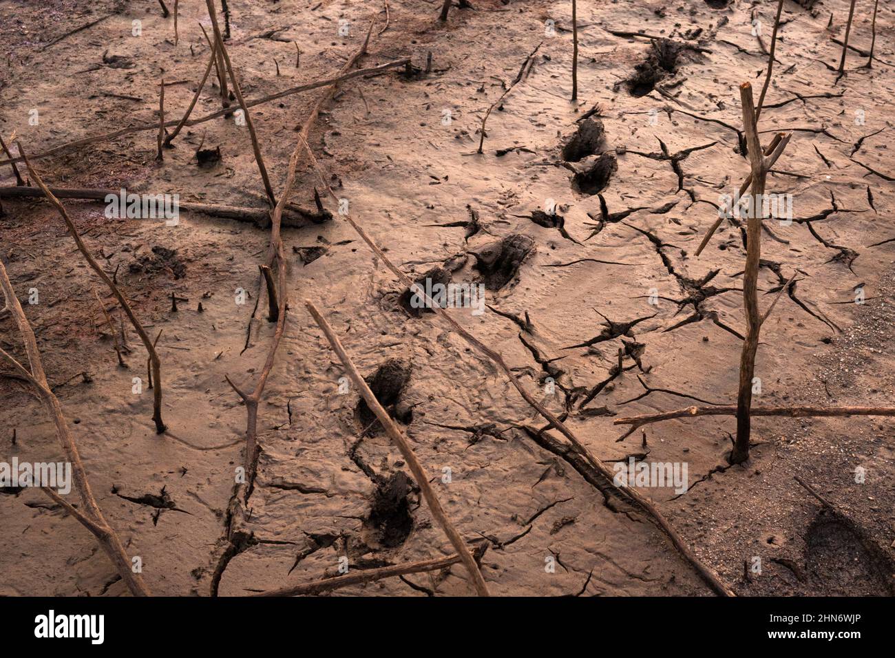 Scene dry crack mud texture hi-res stock photography and images - Alamy