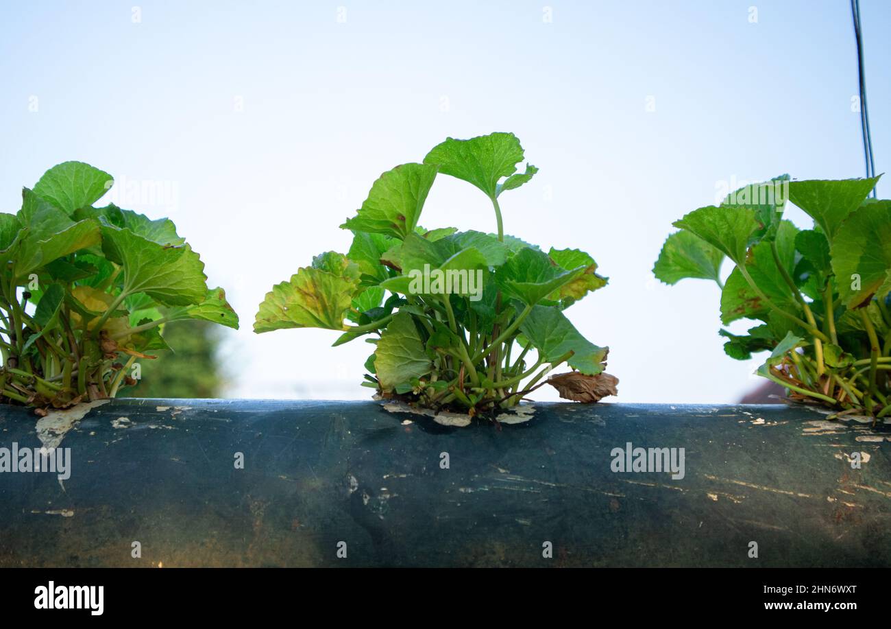 Plants and green leaf cultivation in agricultural field Stock Photo - Alamy