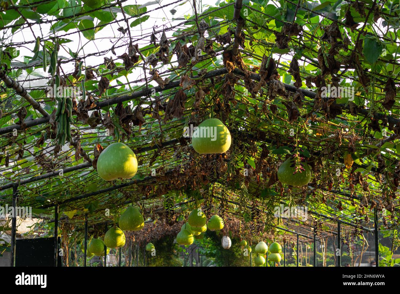 Plants and green leaf cultivation in agricultural field Stock Photo - Alamy