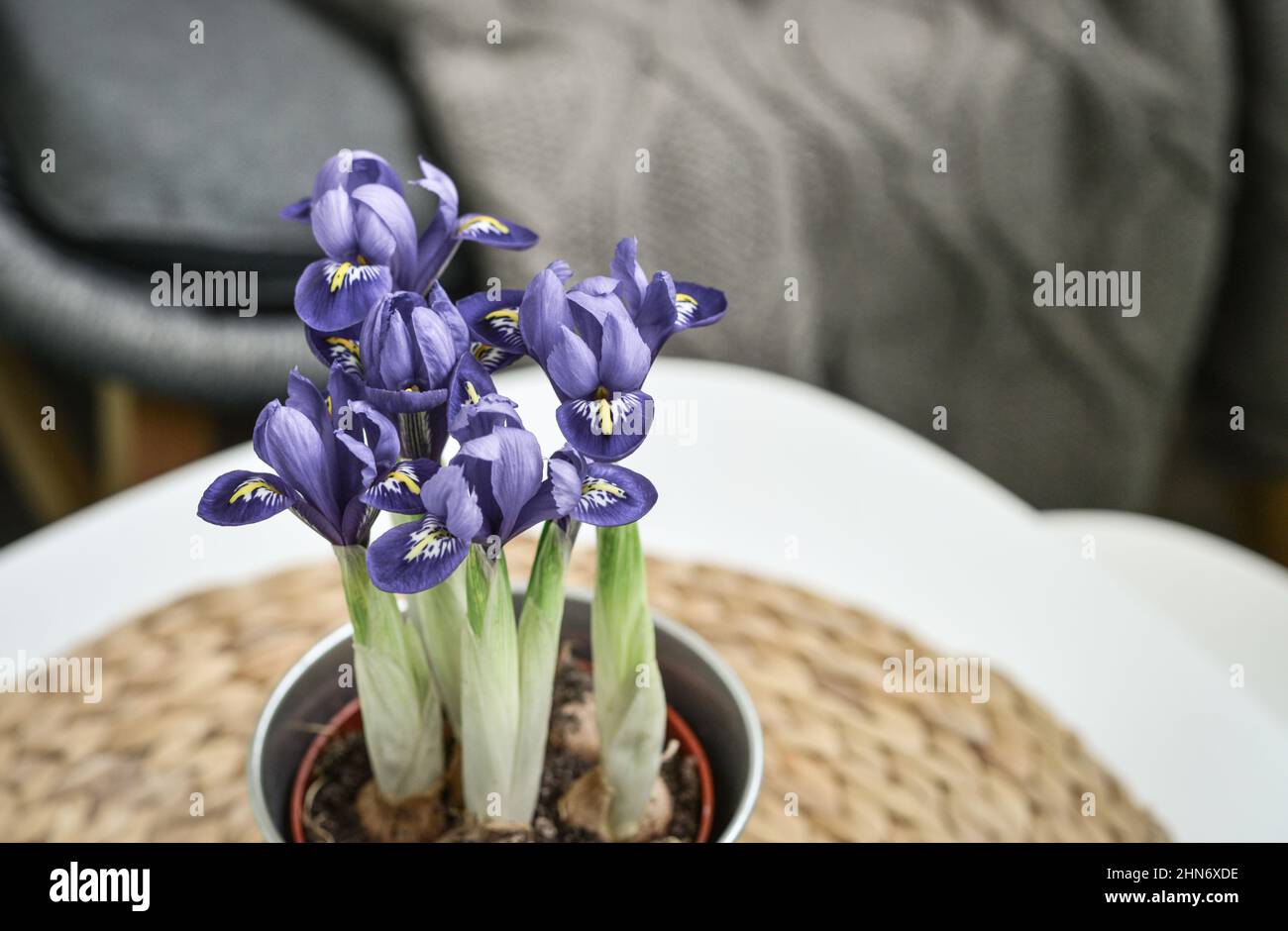 Mini iris flowers in a pot in home interior closeup Stock Photo - Alamy