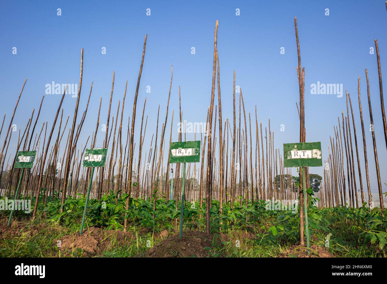 Plants and green leaf cultivation in agricultural field Stock Photo - Alamy