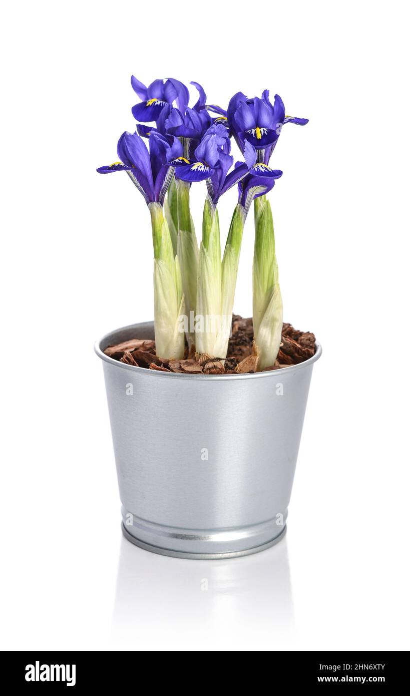 Mini iris flowers in a pot isolated on white background Stock Photo - Alamy