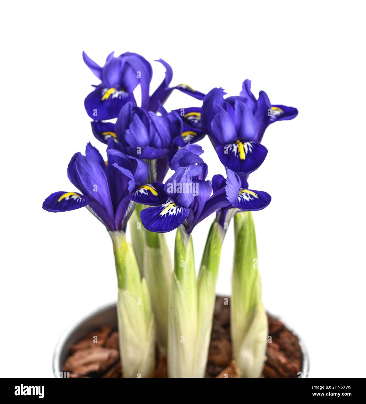 Mini iris flowers in a pot isolated on white background Stock Photo - Alamy