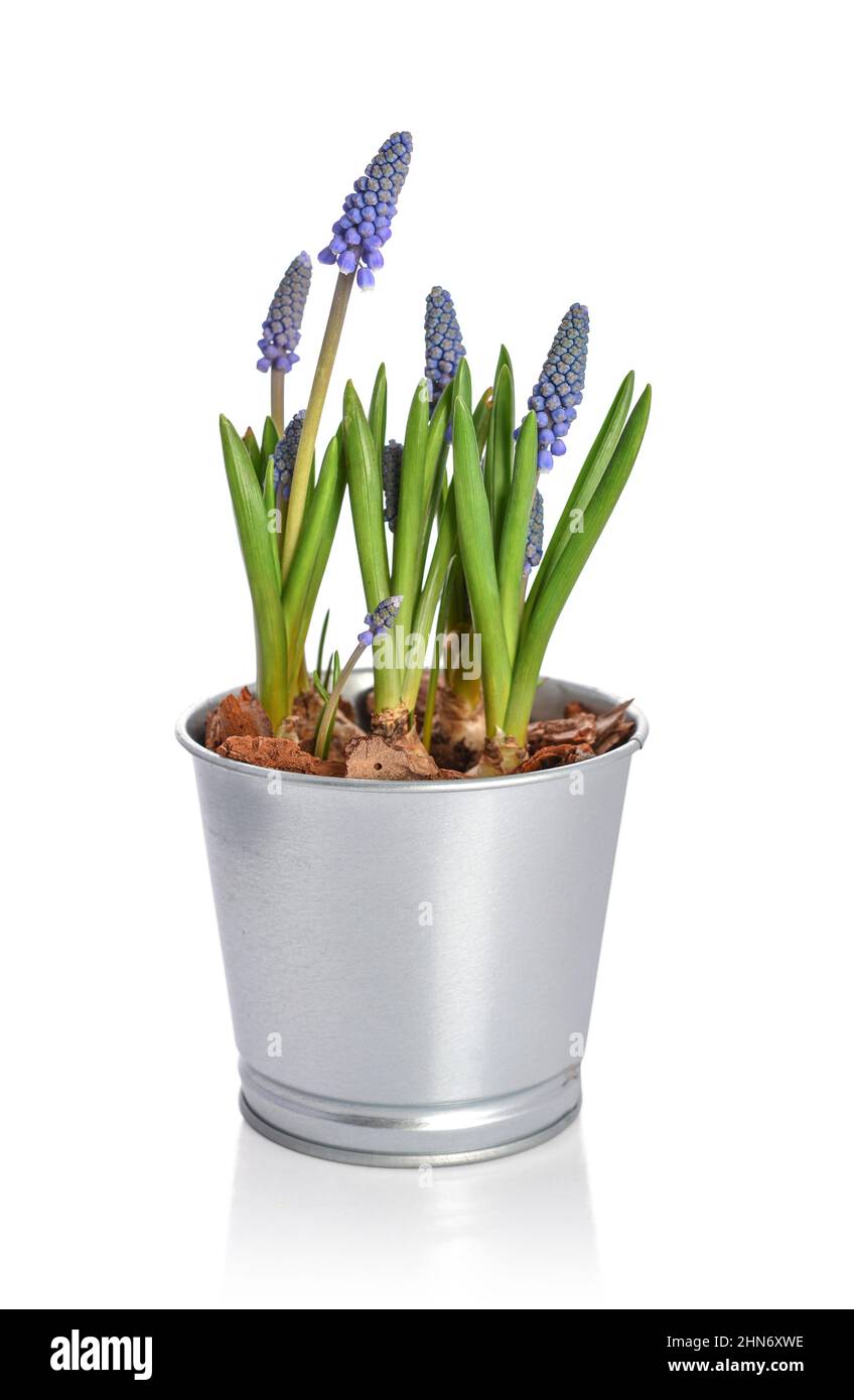 Muscari flowers in a pot isolated on white background Stock Photo - Alamy